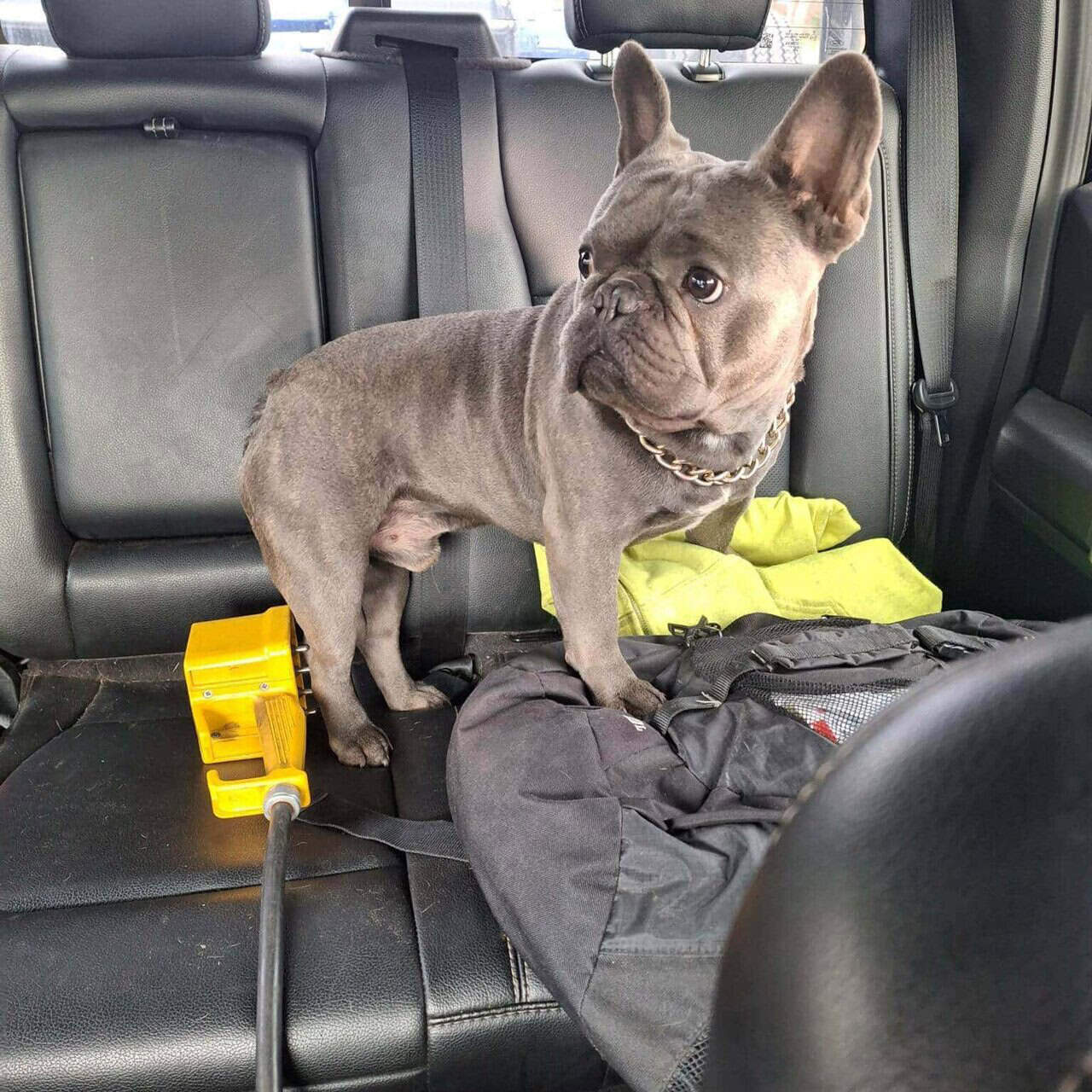 Want Ad Digest - Classified ads Buy or sell Puppies, Cars, and more
