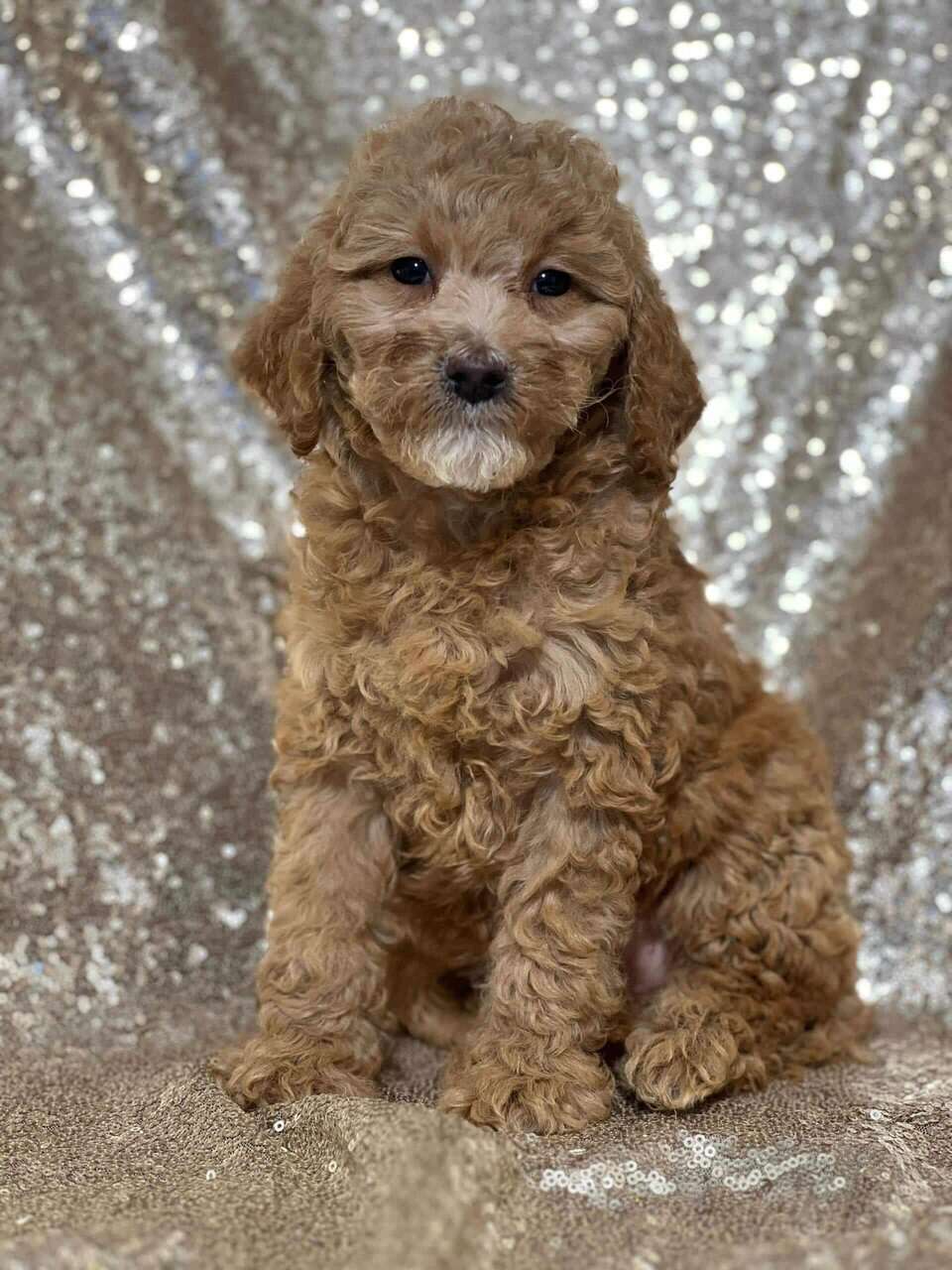 Goldendoodle Puppies For Sale: Your Source for Quality Pets