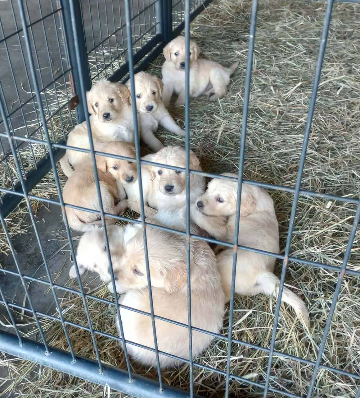 Your New Best Friend Awaits: Puppies for Sale