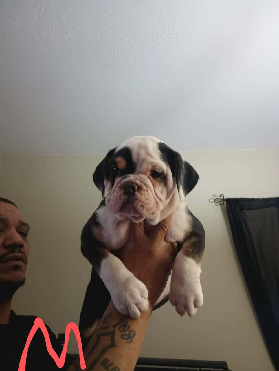 Want Ad Digest - Classified ads Buy or sell Puppies, Cars, and more