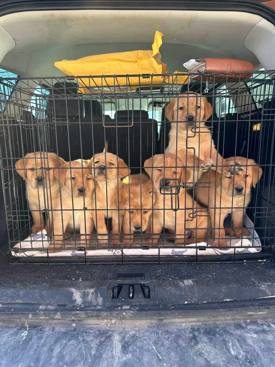 Want Ad Digest - Classified ads Buy or sell Puppies, Cars, and more