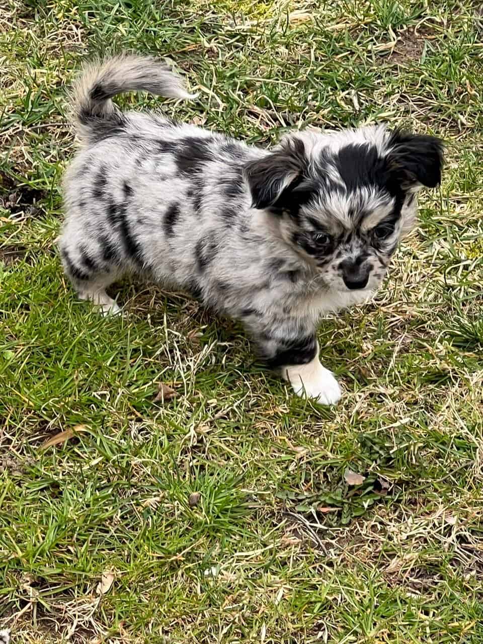Your New Best Friend Awaits: Puppies for Sale