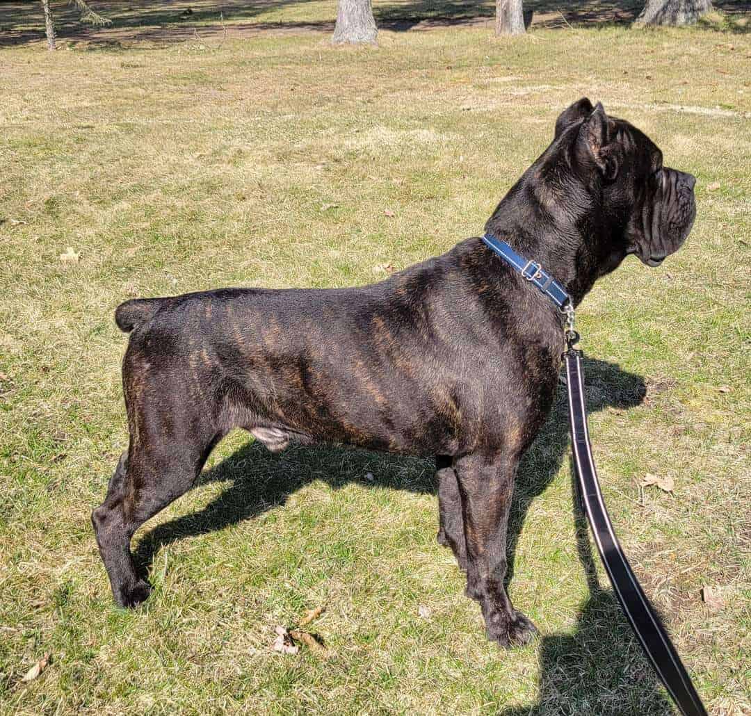 Find Your Perfect Companion: Cane Corso Puppies For Sale