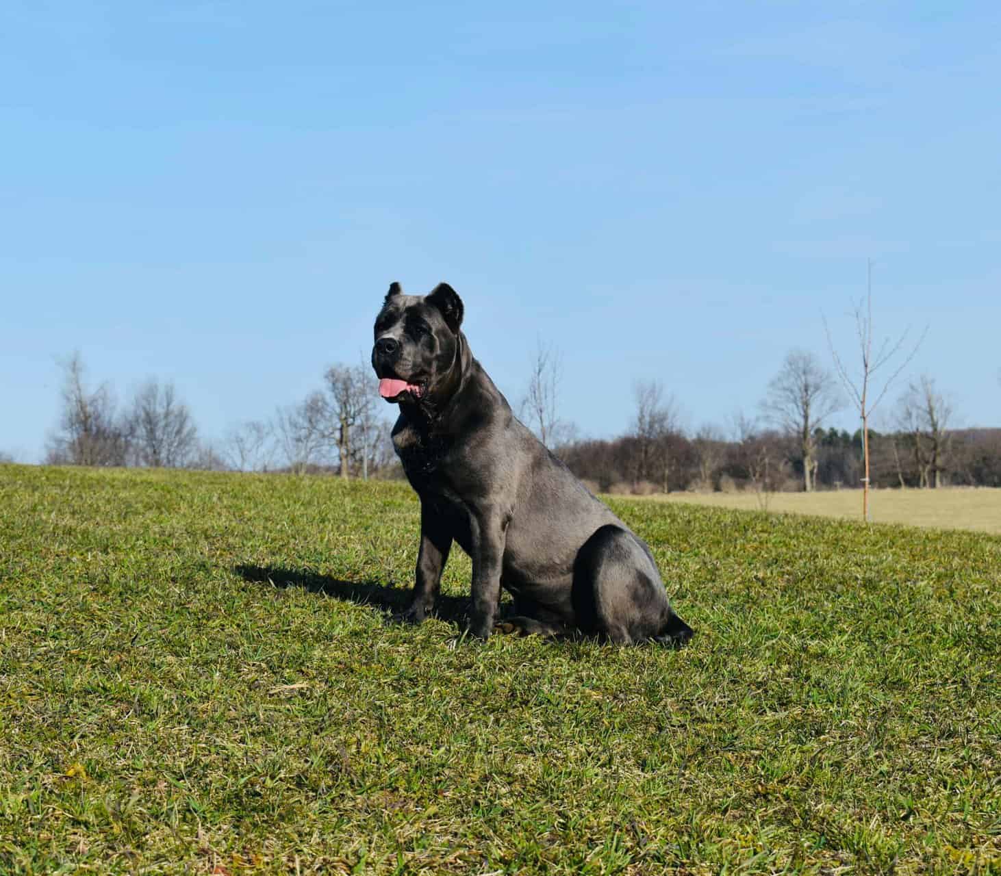 Find Your Perfect Companion: Cane Corso Puppies For Sale