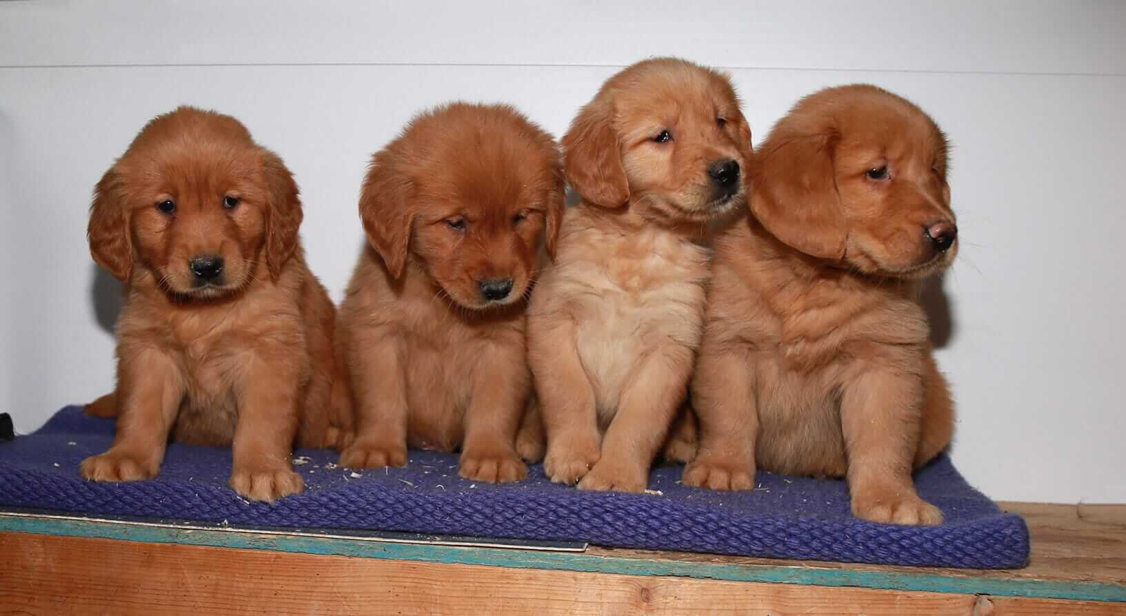 Golden Retriever Puppies For Sale: Your Newest Family Member