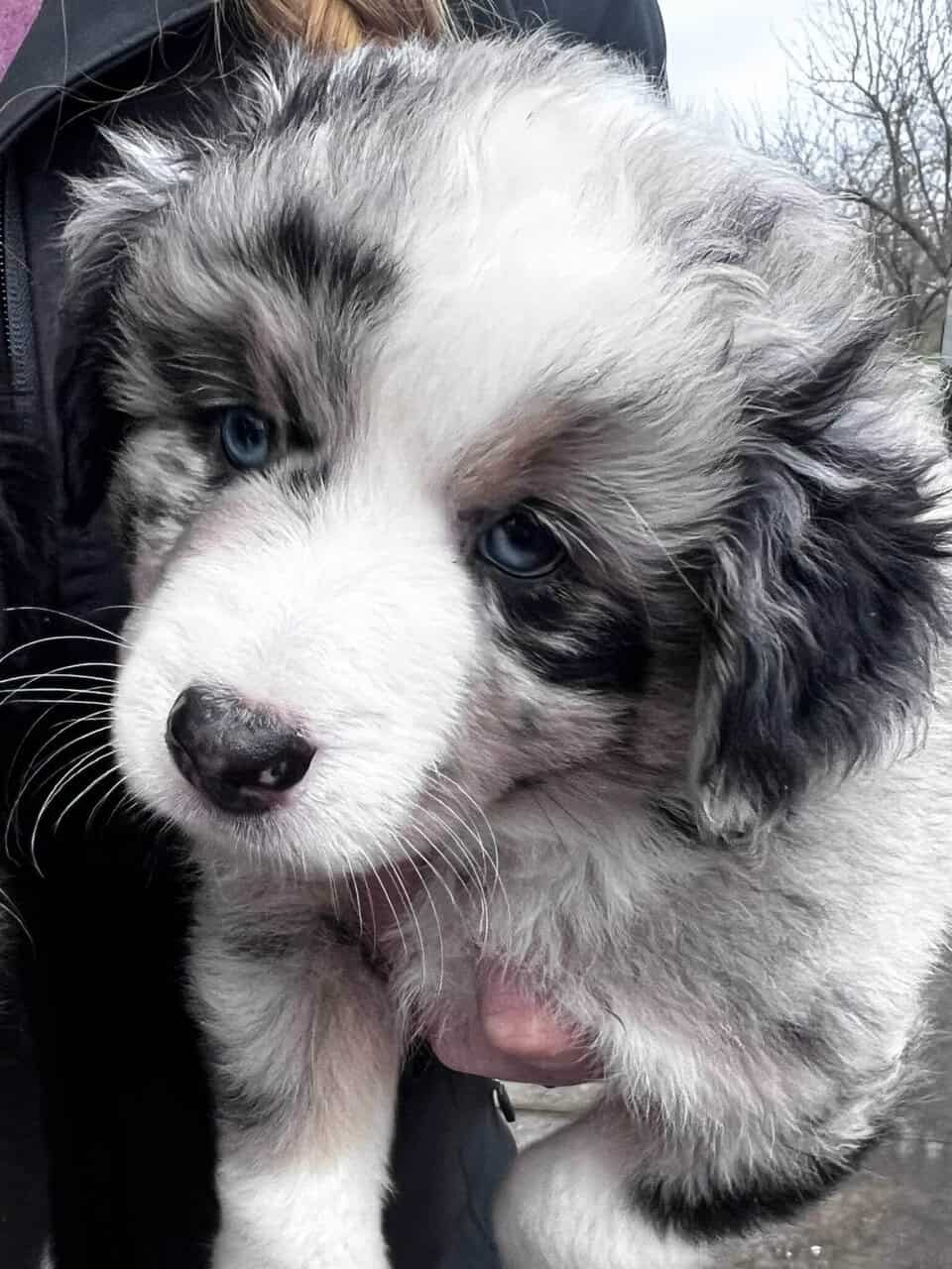 Want Ad Digest - Classified ads Buy or sell Puppies, Cars, and more