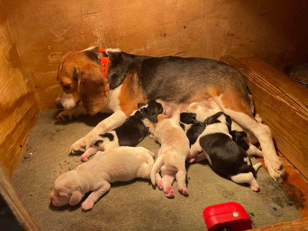 Want Ad Digest Puppies