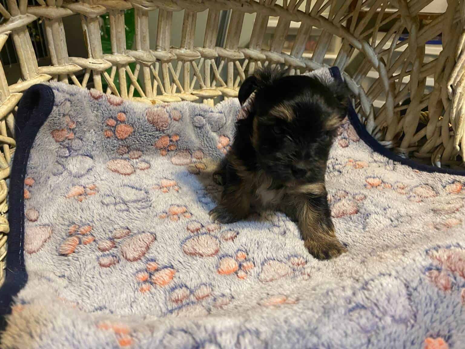 Want Ad Digest - Classified ads Buy or sell Puppies, Cars, and more