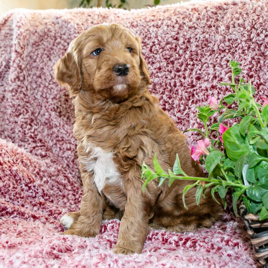 Goldendoodle Puppies For Sale: Your Source for Quality Pets