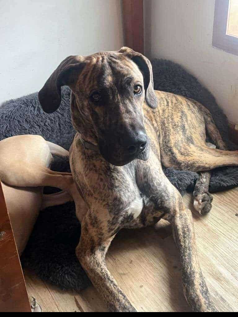 Want Ad Digest - Classified ads Buy or sell Puppies, Cars, and more