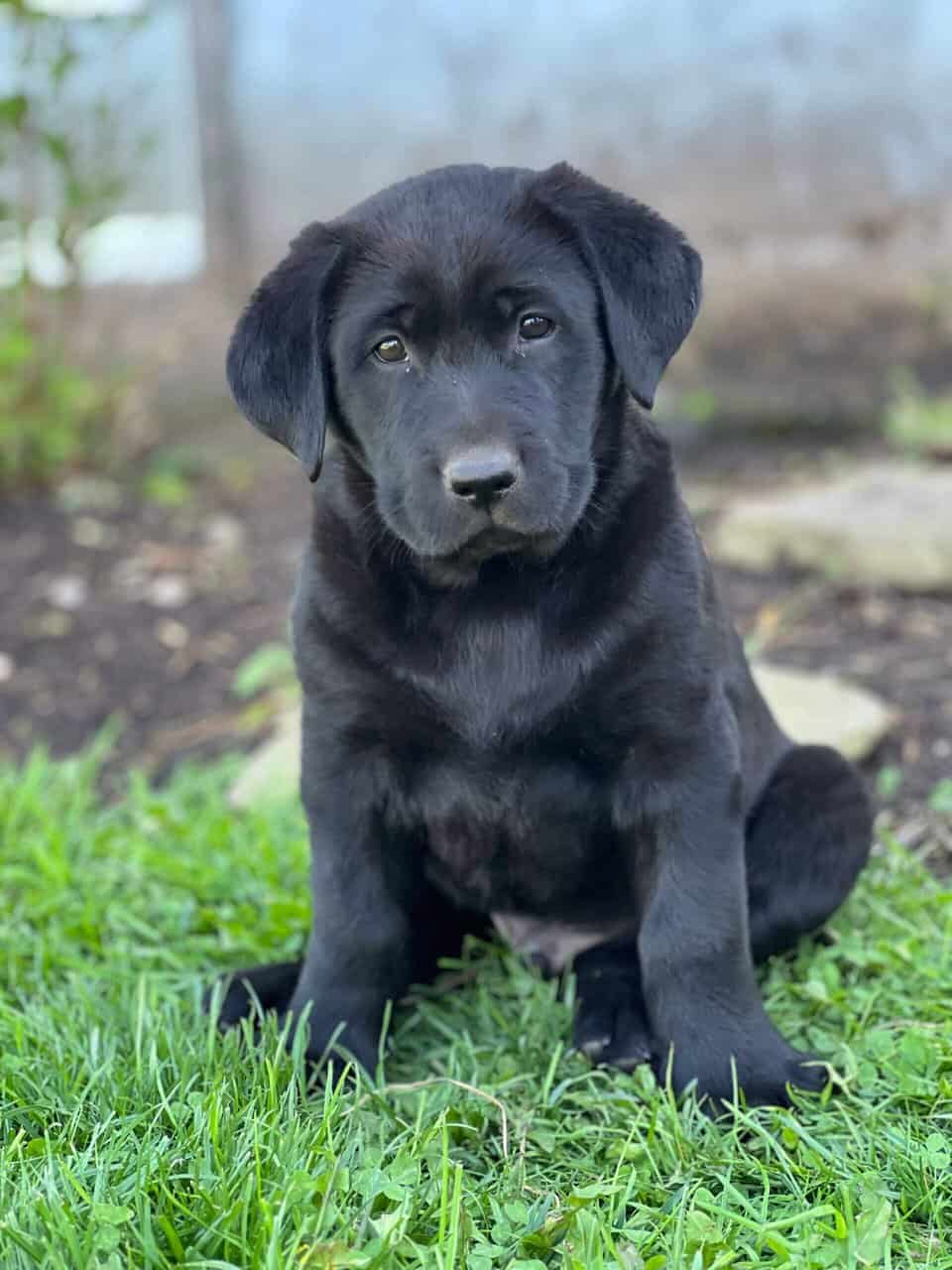 Your New Best Friend Awaits: Puppies for Sale