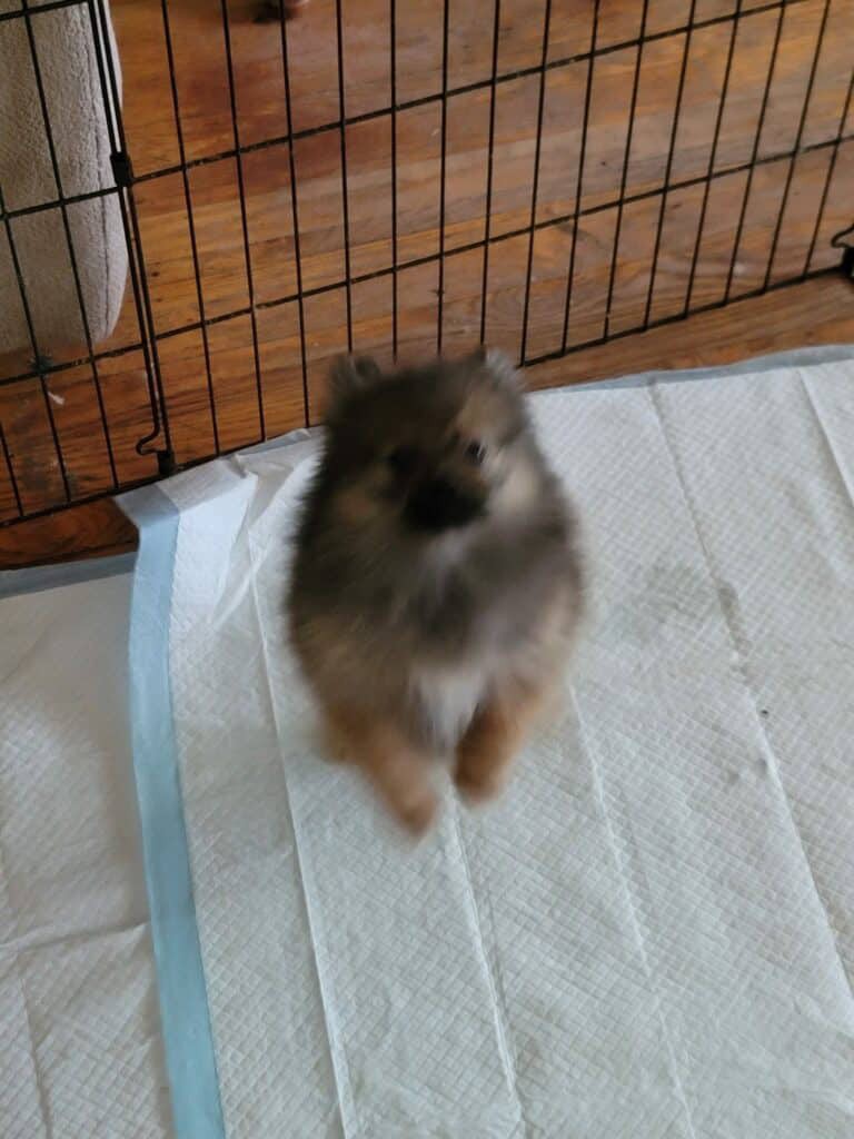 Want Ad Digest - Classified ads Buy or sell Puppies, Cars, and more