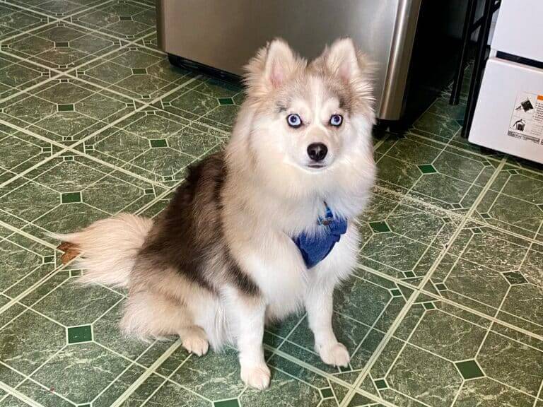 Want Ad Digest - Classified ads Buy or sell Puppies, Cars, and more