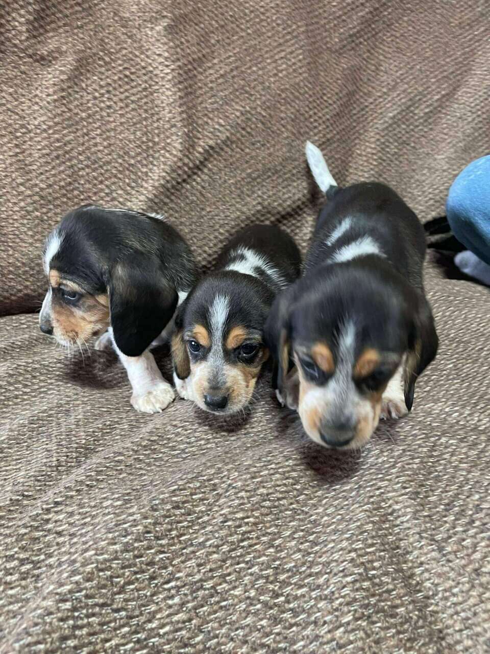 Blue Tick Beagle Puppy