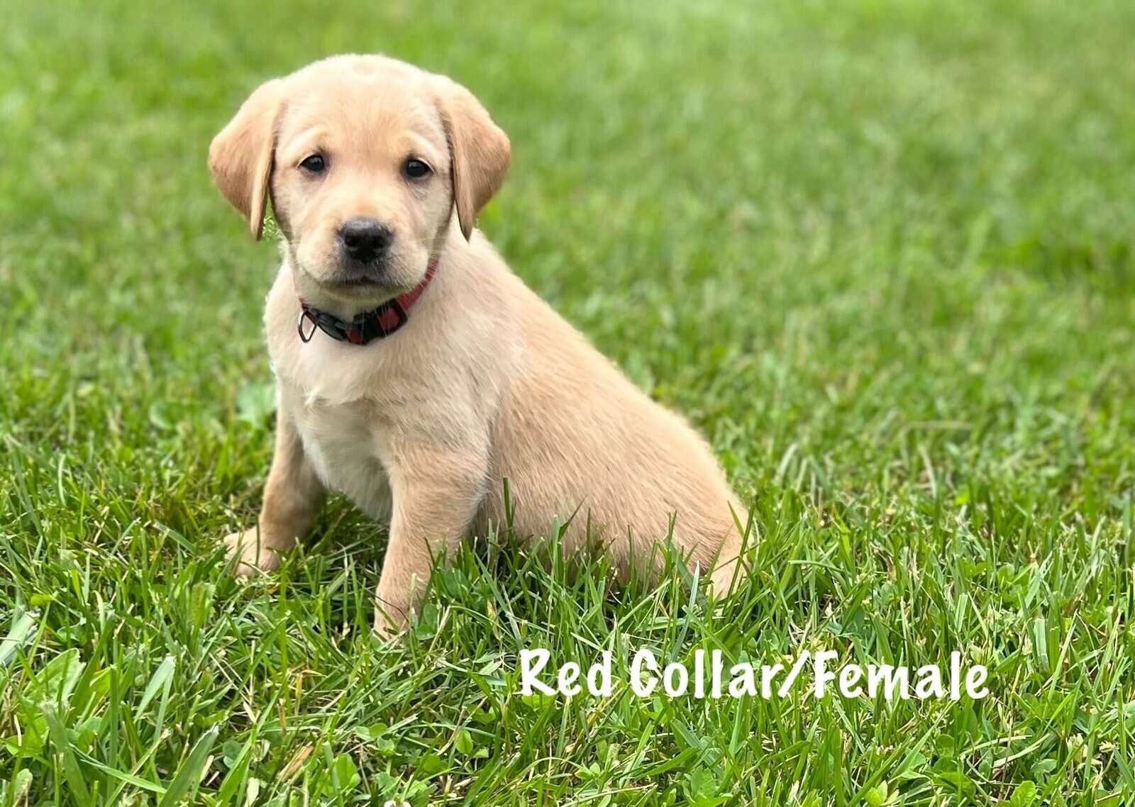 Labrador Retriever Puppies For Sale: Your New Family Member