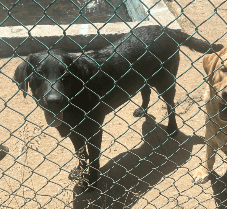 Want Ad Digest - Classified ads Buy or sell Puppies, Cars, and more