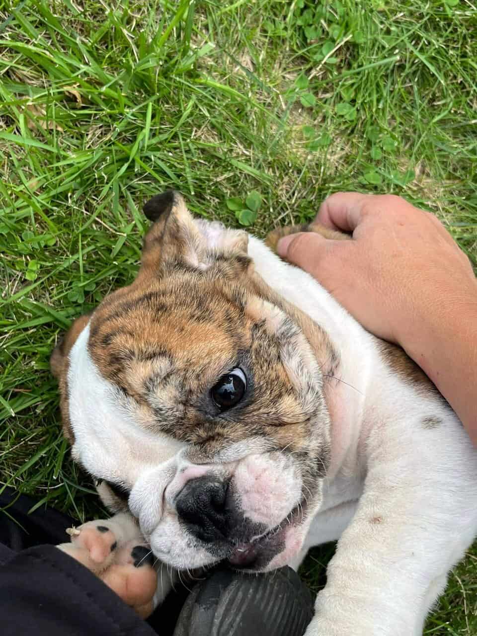 Want Ad Digest - Classified ads Buy or sell Puppies, Cars, and more