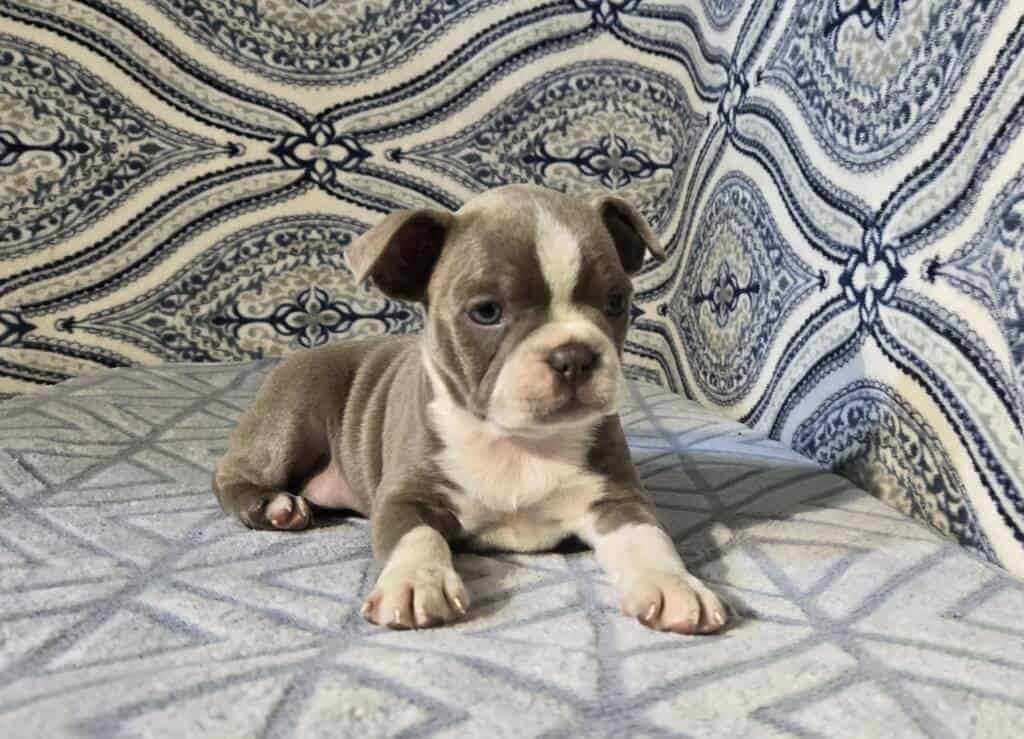 Classic Fords For Sale | Want Ad Digest Classifieds