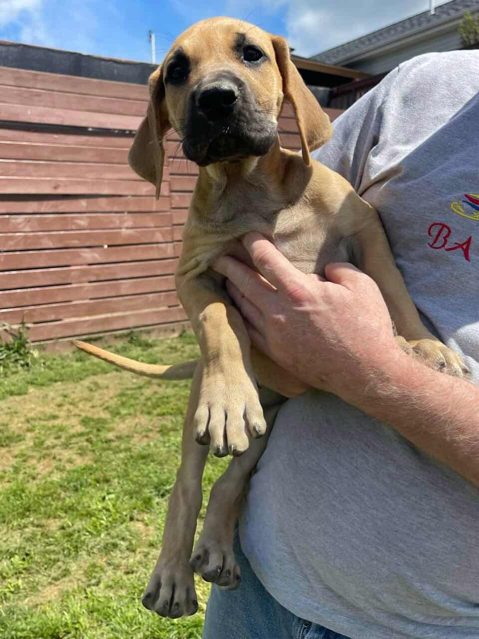 Want Ad Digest - Classified ads Buy or sell Puppies, Cars, and more