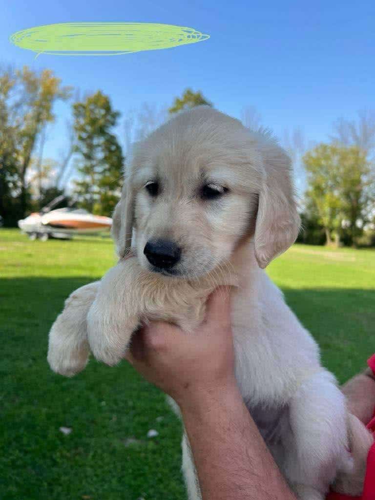 Great Danes puppies for Sale Near Me: Find Your Perfect Companion