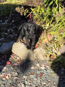 Your New Best Friend Awaits: Puppies for Sale