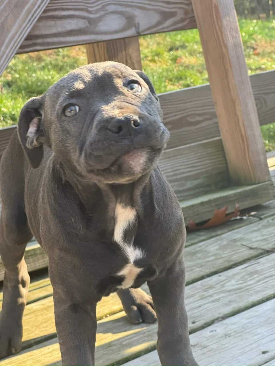 Blue Nose XL Bullies For sale in Freehold, NY, USA