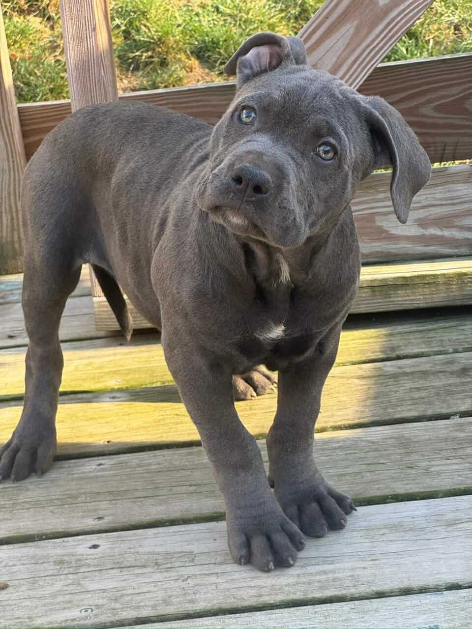 Blue Nose XL Bullies For sale in Freehold, NY, USA