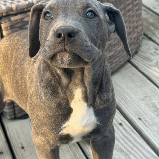 Blue Nose XL Bullies For sale in Freehold, NY, USA