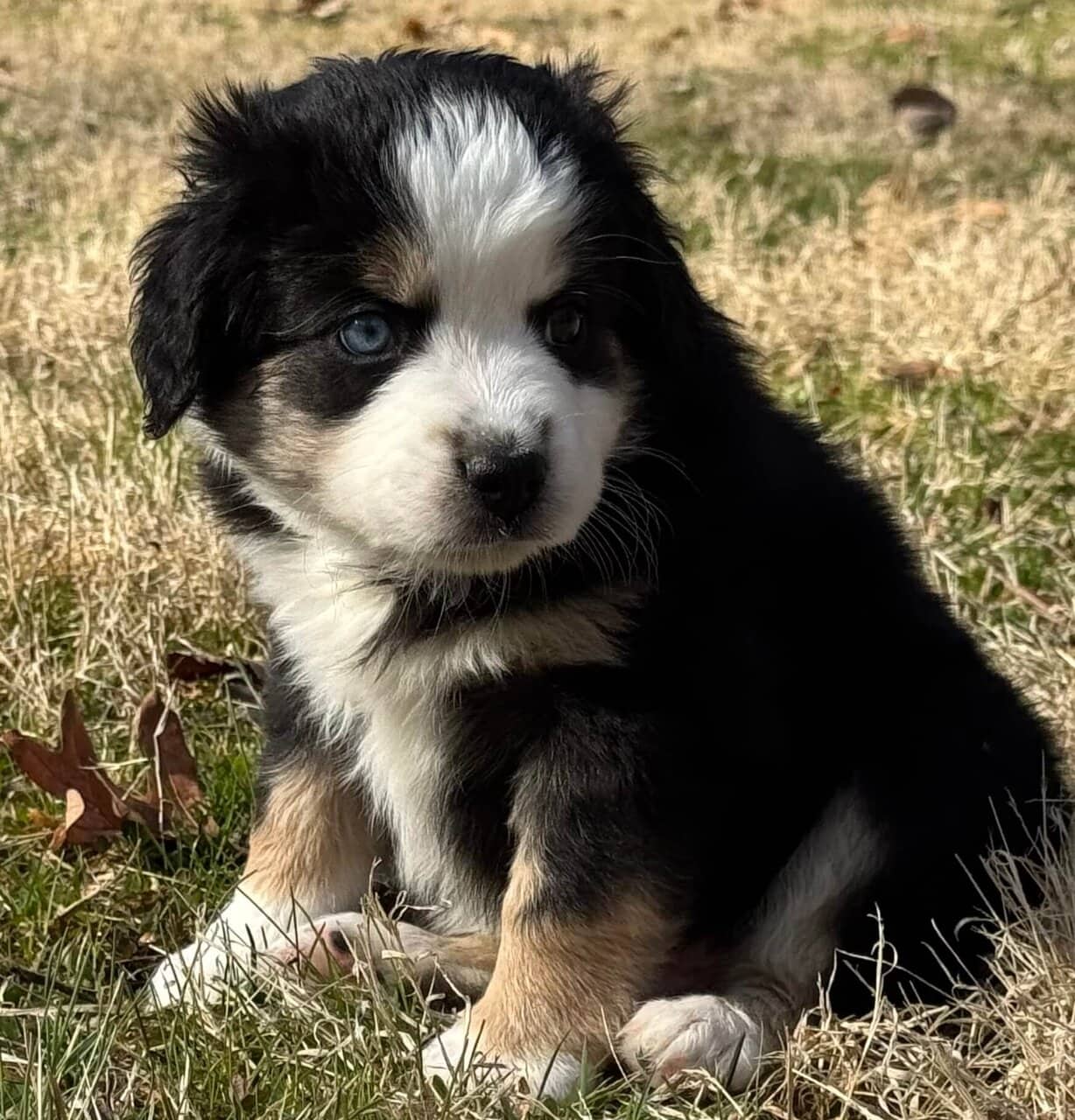 Your New Best Friend Awaits: Puppies for Sale