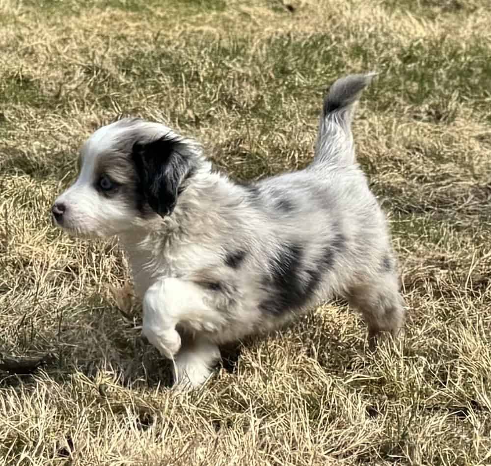 Australian shepherds minis For sale in Modena, NY, USA