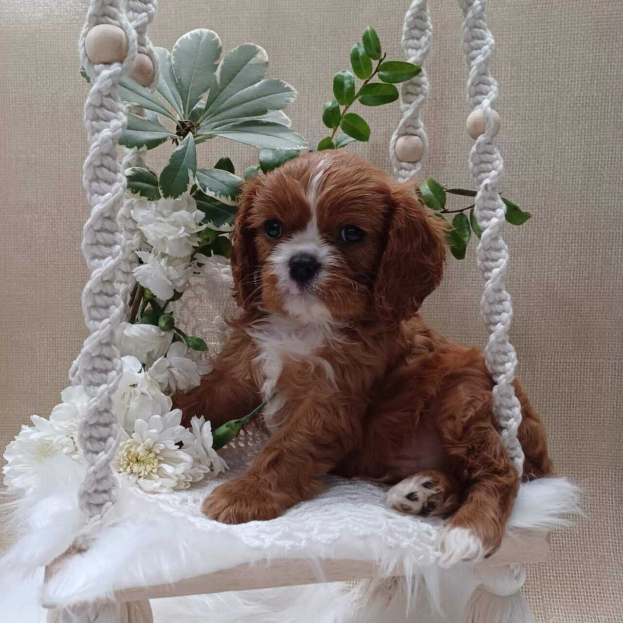 Find Your Perfect Companion: Animals and Pets For Sale
