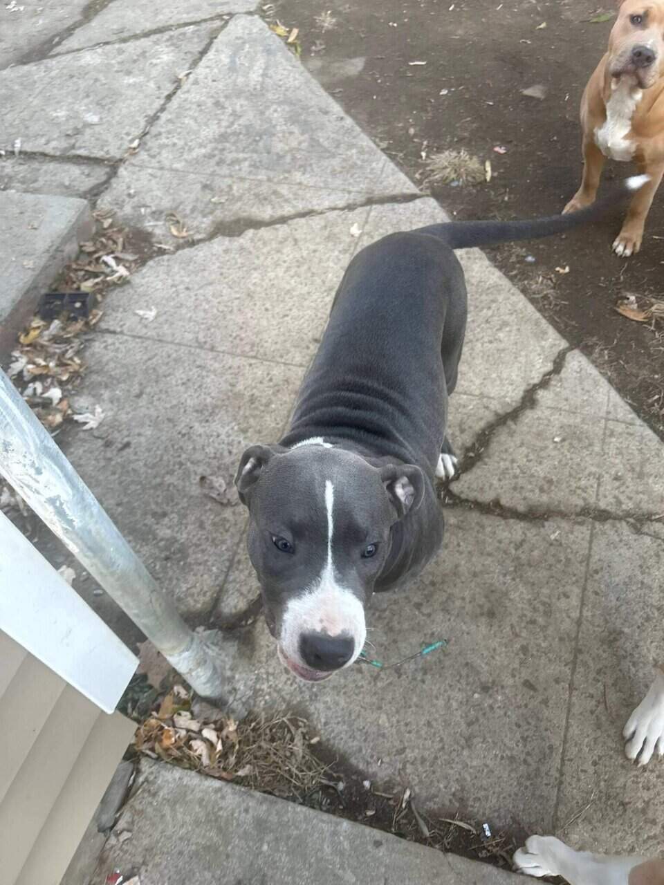 American Bully Puppies for Sale - Quality Breeders Near You