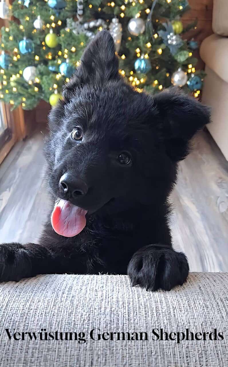 Your New Best Friend Awaits: Puppies for Sale