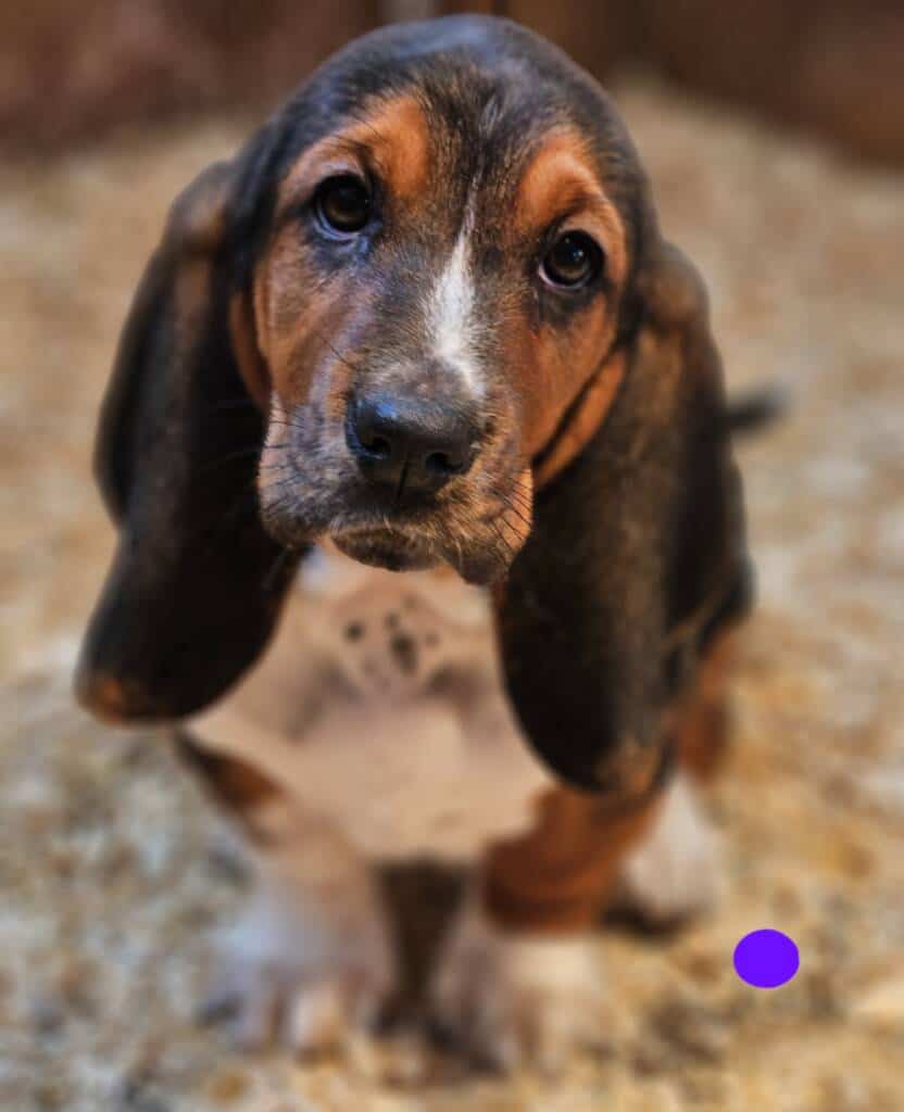 Your New Best Friend Awaits: Puppies for Sale