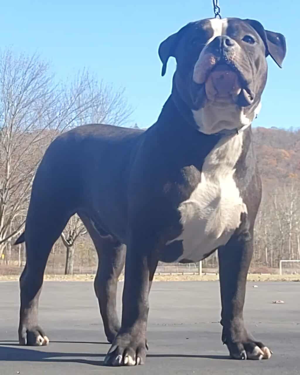 Want Ad Digest - Classified ads Buy or sell Puppies, Cars, and more