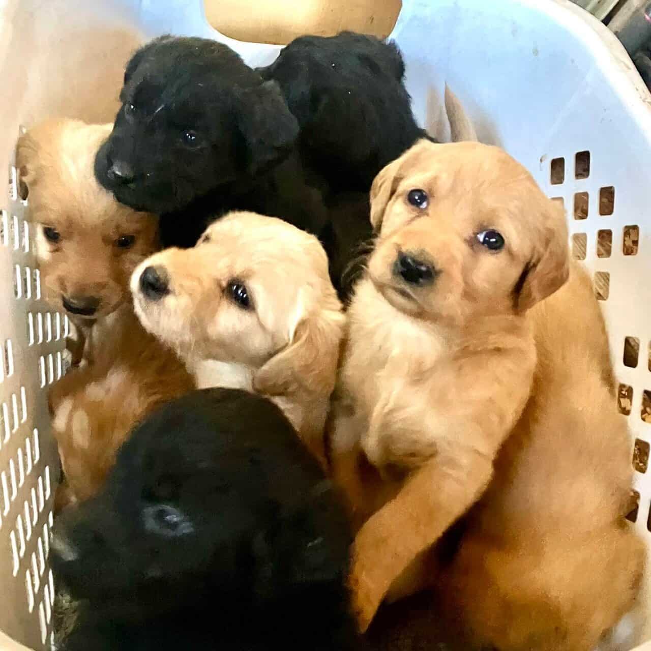 Your New Best Friend Awaits: Puppies for Sale