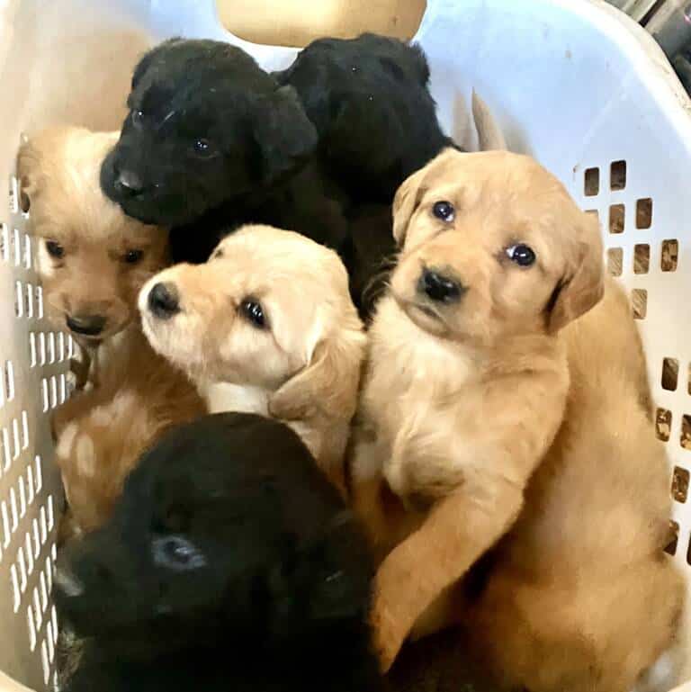Your New Best Friend Awaits: Puppies for Sale