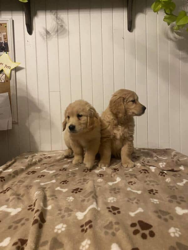 Want Ad Digest - Classified ads Buy or sell Puppies, Cars, and more