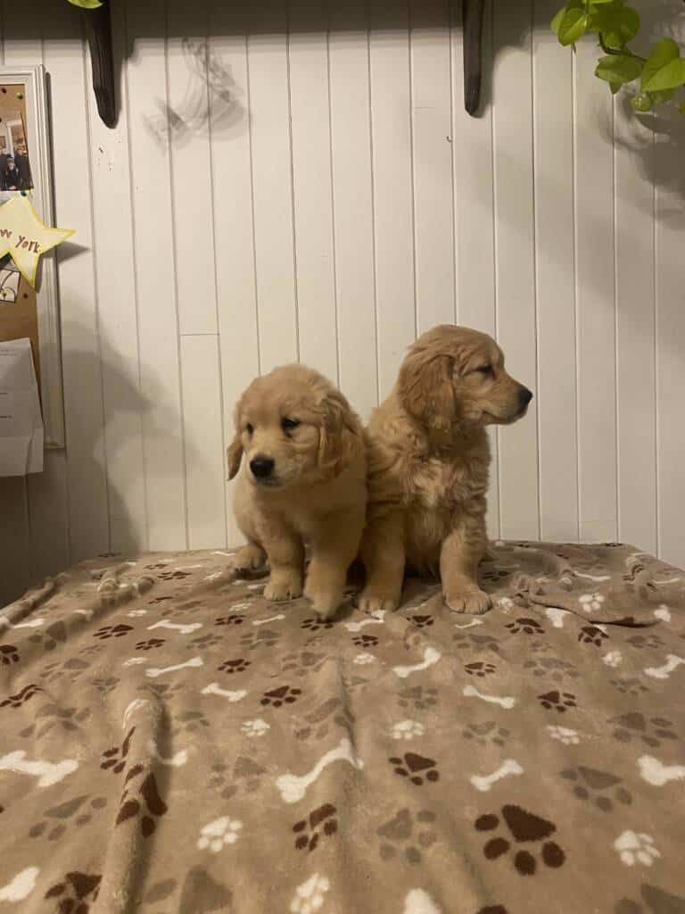 Want Ad Digest - Classified ads Buy or sell Puppies, Cars, and more