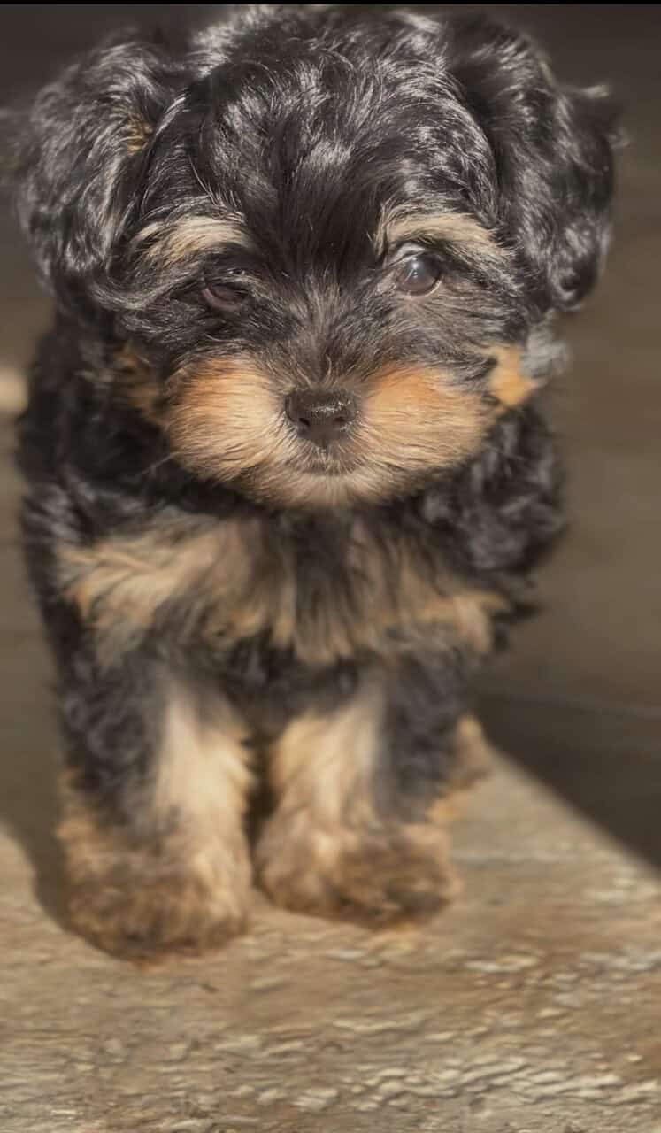 Your New Best Friend Awaits: Puppies for Sale