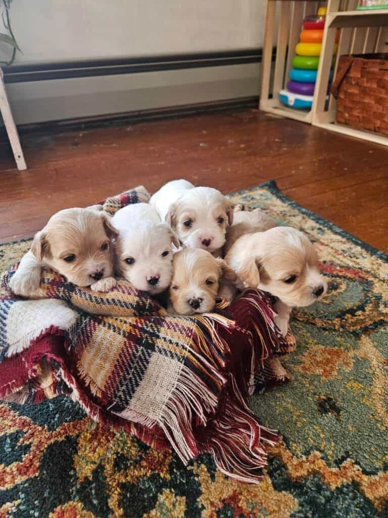 Your New Best Friend Awaits: Puppies for Sale