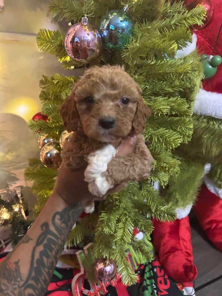 Your New Best Friend Awaits: Puppies for Sale