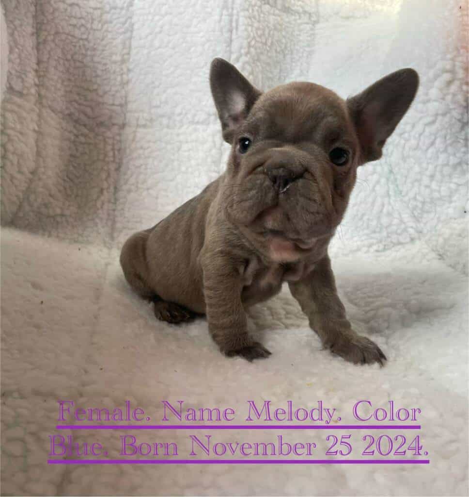 Want Ad Digest - Classified ads Buy or sell Puppies, Cars, and more