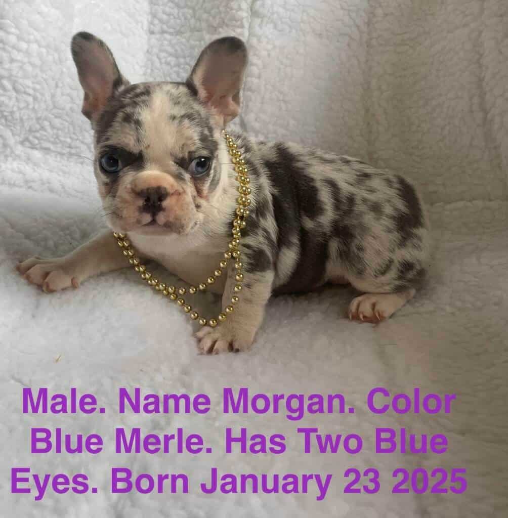 Your New Best Friend Awaits: Puppies for Sale