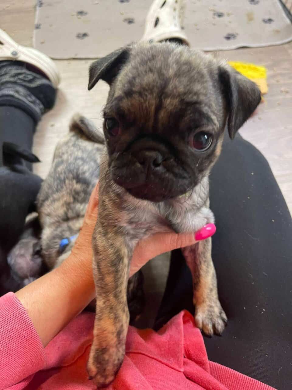 Your New Best Friend Awaits: Puppies for Sale