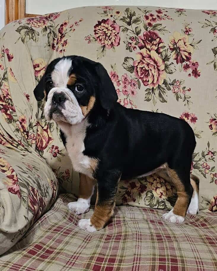 Your New Best Friend Awaits: Puppies for Sale