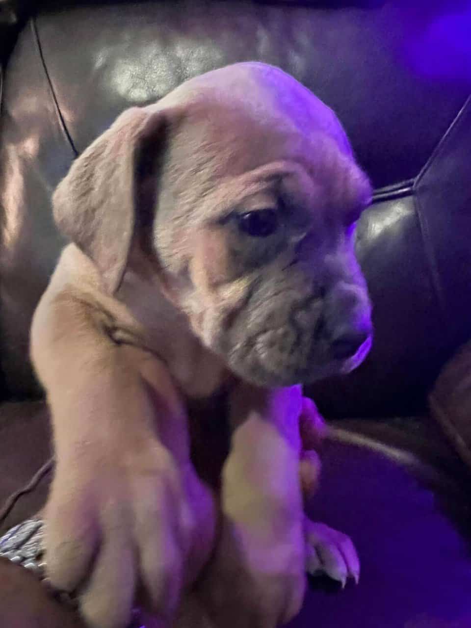 Your New Best Friend Awaits: Puppies for Sale