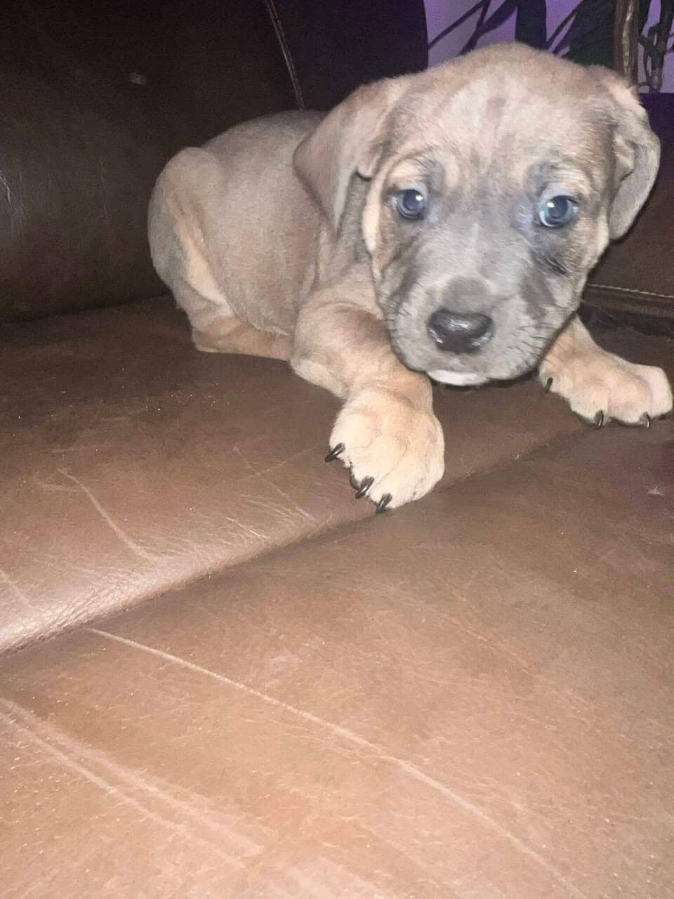 Find Your Perfect Companion: Animals and Pets For Sale