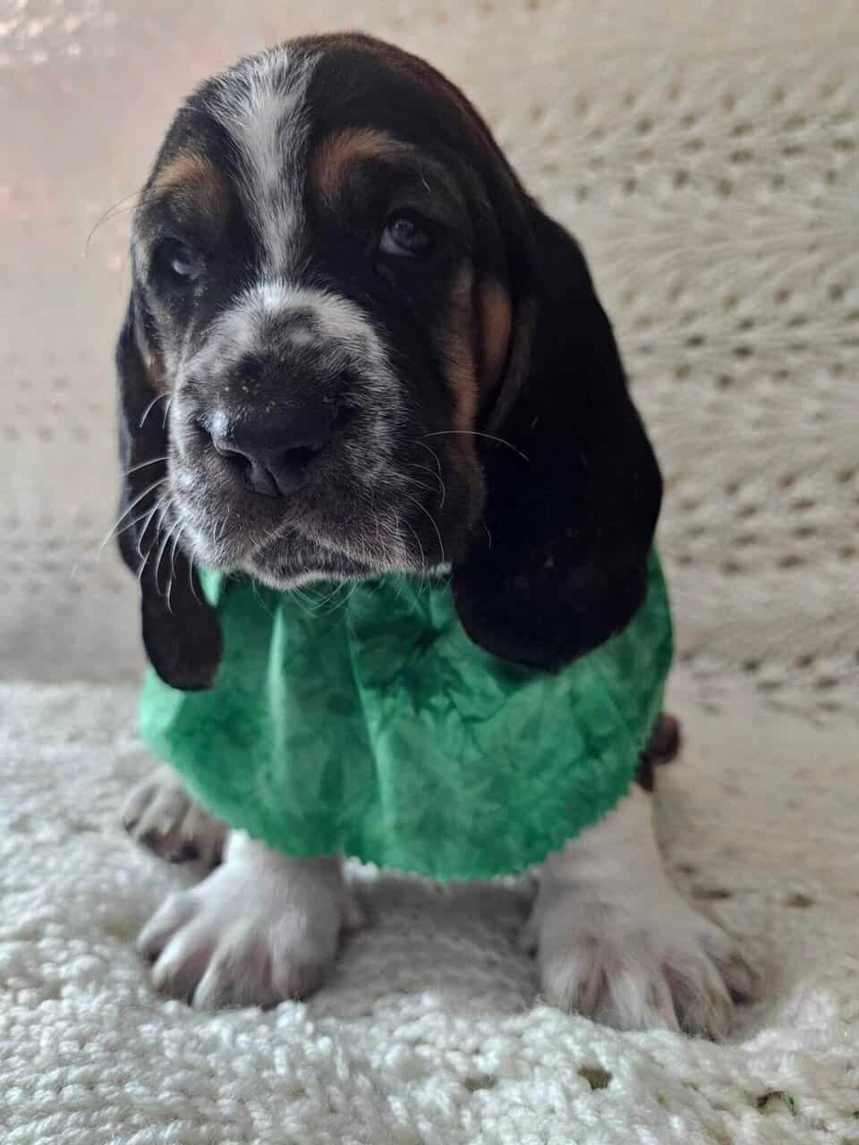 Want Ad Digest - Classified ads Buy or sell Puppies, Cars, and more