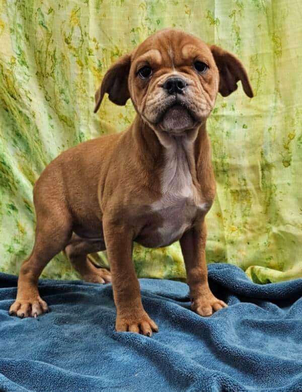 Want Ad Digest - Classified ads Buy or sell Puppies, Cars, and more